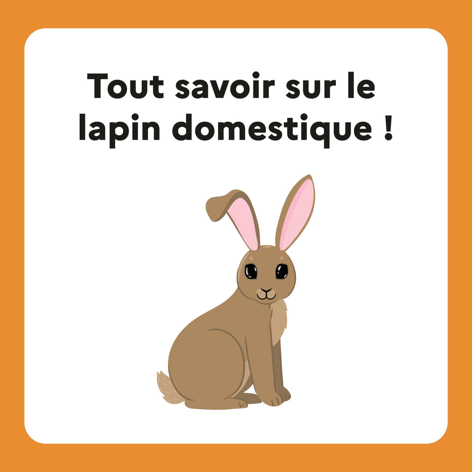 Fiche espèce - Tout savoir sur le lapin domestique ! - Chaire bien-être ...