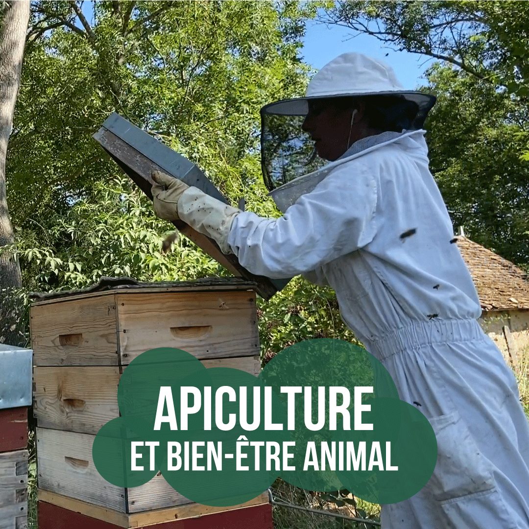 Apiculture et bien-être animal : quelques notions de base - Chaire bien-être animal