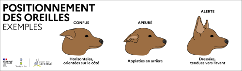 La coupe des oreilles et de la queue du chien - Chaire bien-être animal