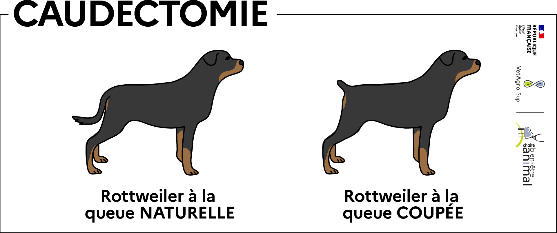 La coupe des oreilles et de la queue du chien - Chaire bien-être animal