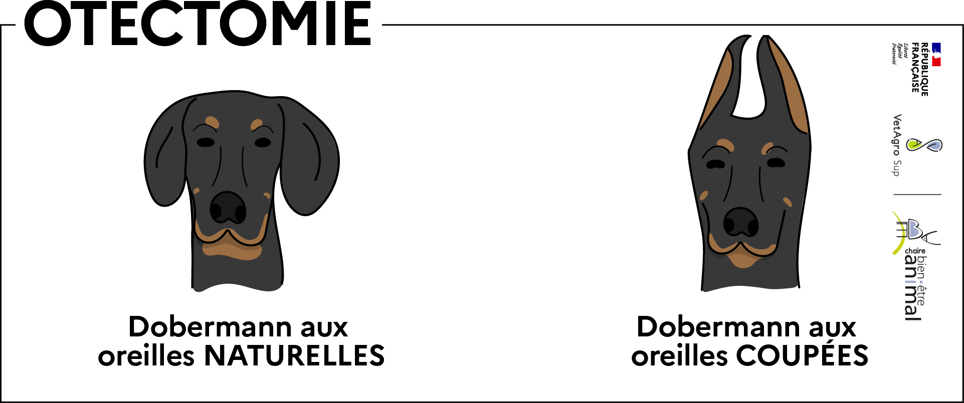 La coupe des oreilles et de la queue du chien - Chaire bien-être animal