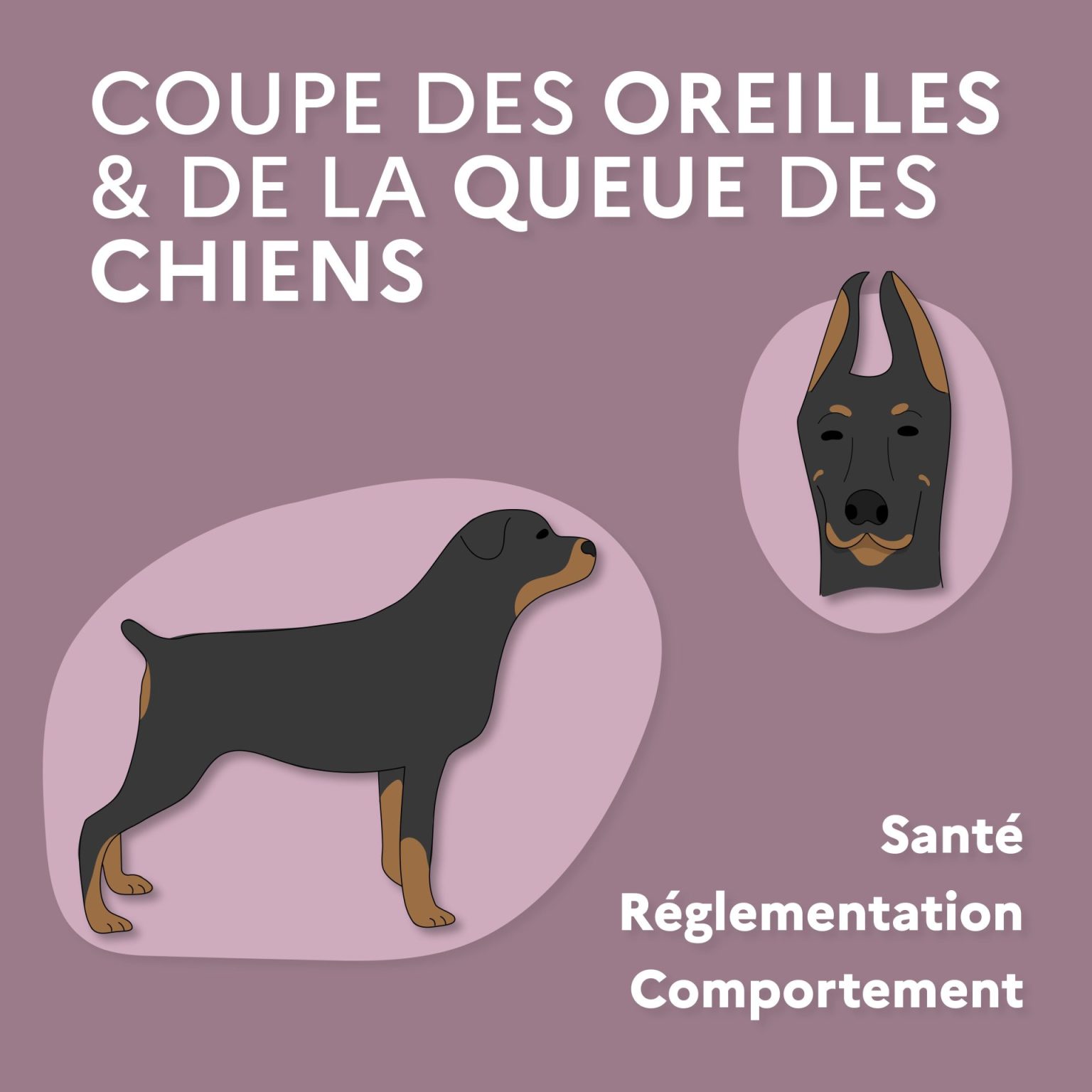 La coupe des oreilles et de la queue du chien - Chaire bien-être animal